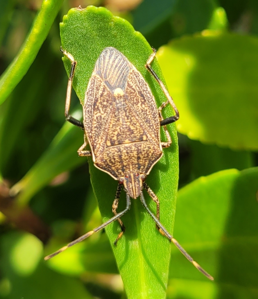 Brown Shield Bug from Blairgowrie VIC 3942, Australia on April 21, 2024 ...