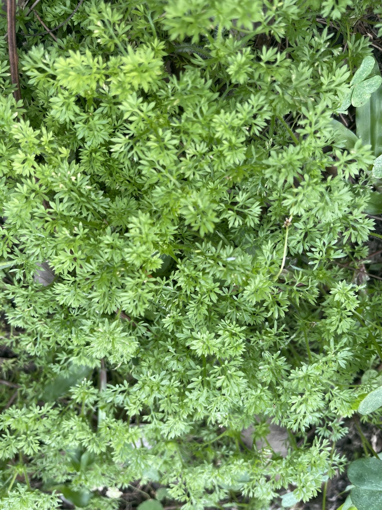 common soliva from 臺灣島, 東區, HSZ, TW on April 20, 2024 at 04:27 PM by ...