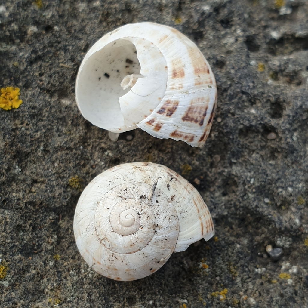 White Italian Snail from Connewarre VIC 3227, Australia on April 21 ...