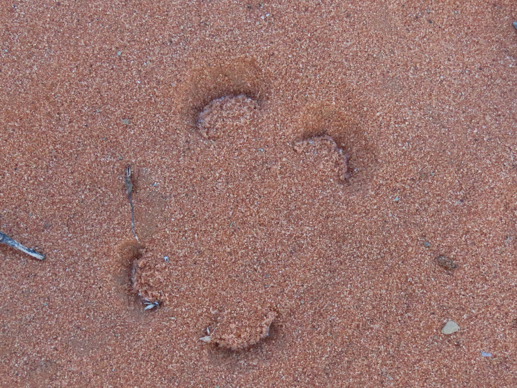Buckspoor Spiders from Karas Region, Namibia on April 1, 2024 at 07:12 ...