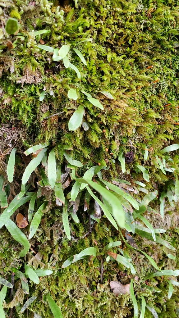 Strap fern from Arthur's Pass on April 19, 2024 at 03:07 PM by Melissa ...