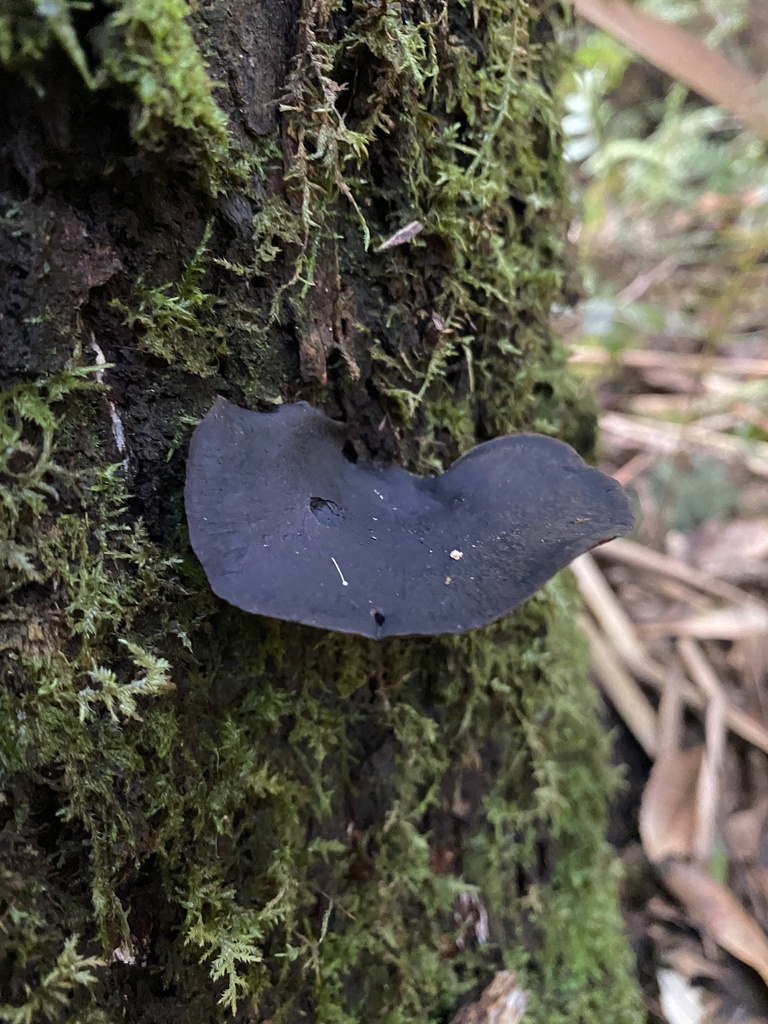shelf fungi from Great Otway National Park, Tanybryn, VIC, AU on April ...