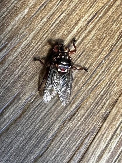 Cattle Louse Fly from Khomas, NA on April 18, 2024 at 01:31 PM by ...
