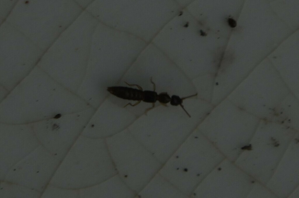 Lathrobiini from Maryborough QLD 4650, Australia on April 21, 2024 at ...