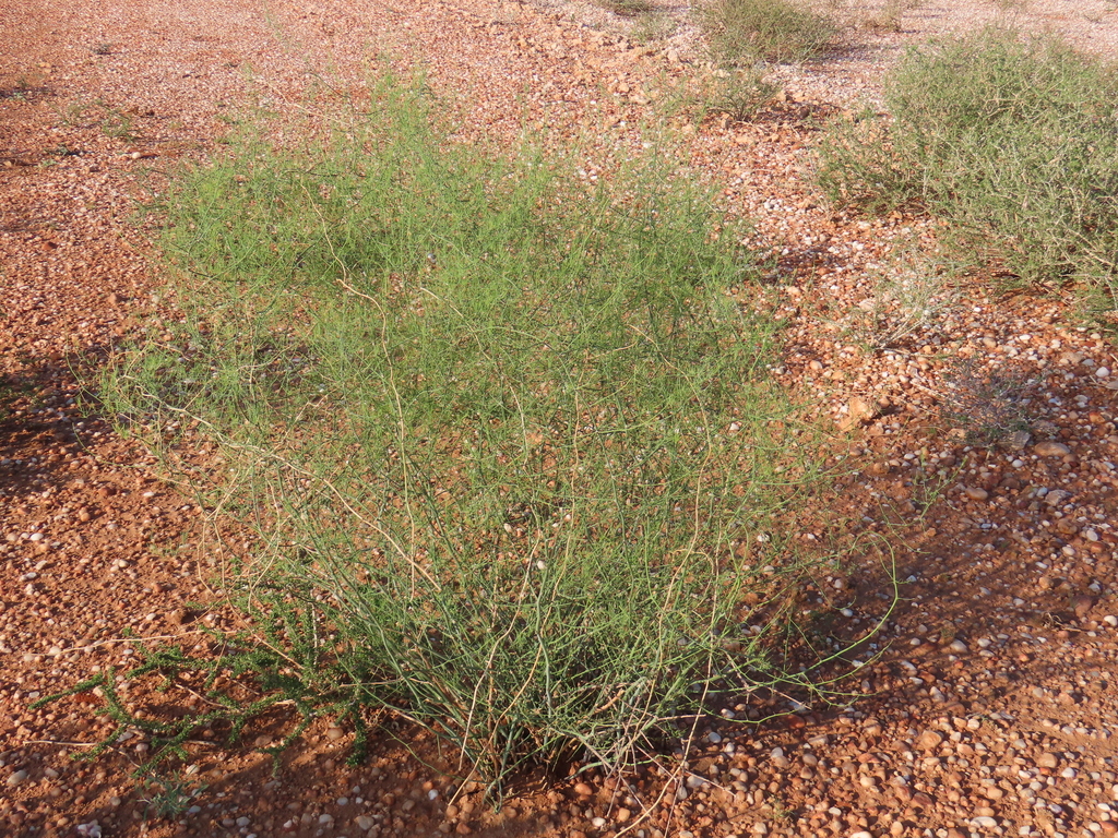 Asparagus from Karas Region, Namibia on April 1, 2024 at 08:22 AM by ...