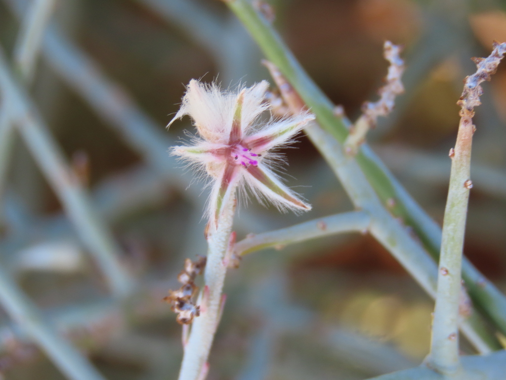Calicorema capitata from Berseba, !Karas, Namibia on April 1, 2024 at ...
