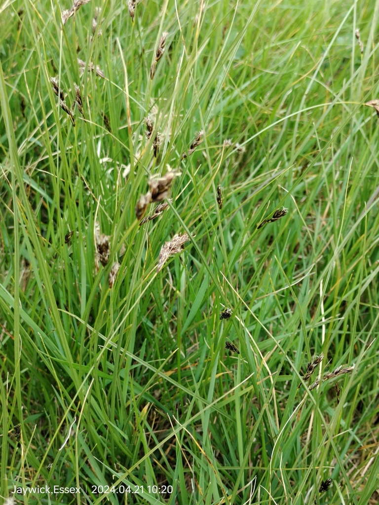 Divided Sedge from St. Osyth, UK on April 21, 2024 at 10:20 AM by ...