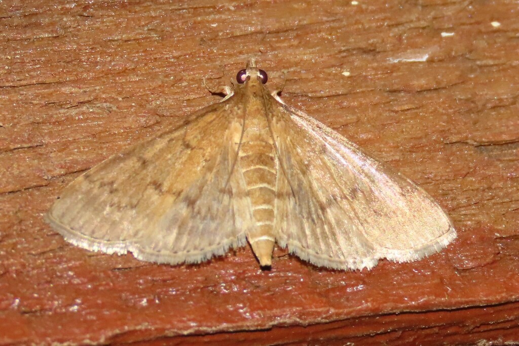Grass Webworm Moth from Coomba Park NSW 2428, Australia on April 21 ...