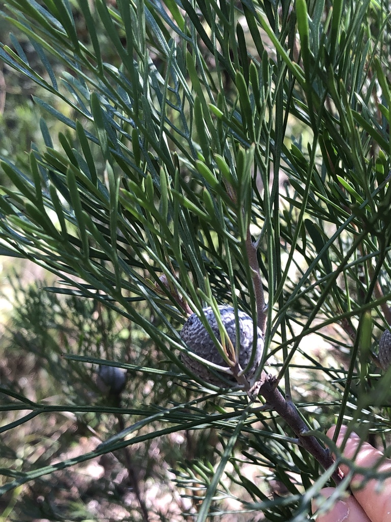 Isopogon dawsonii from Turill NSW 2850, Australia on April 13, 2024 at ...