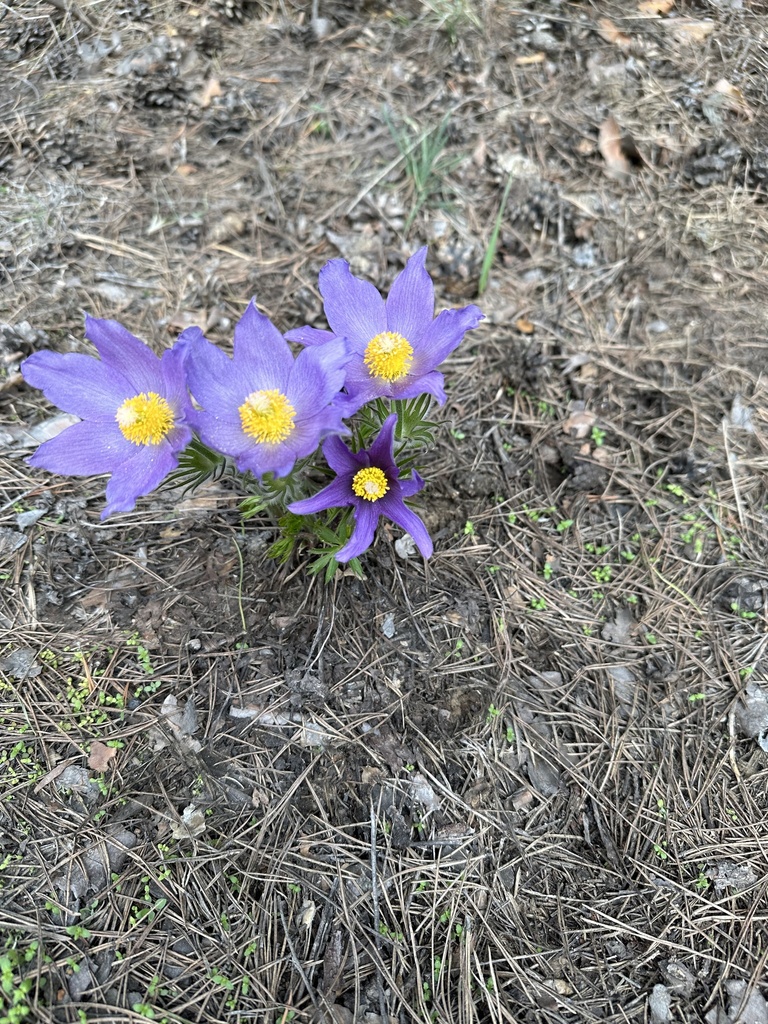eastern pasqueflower from Кировский, Казань, Татарстан, RU on April 21 ...
