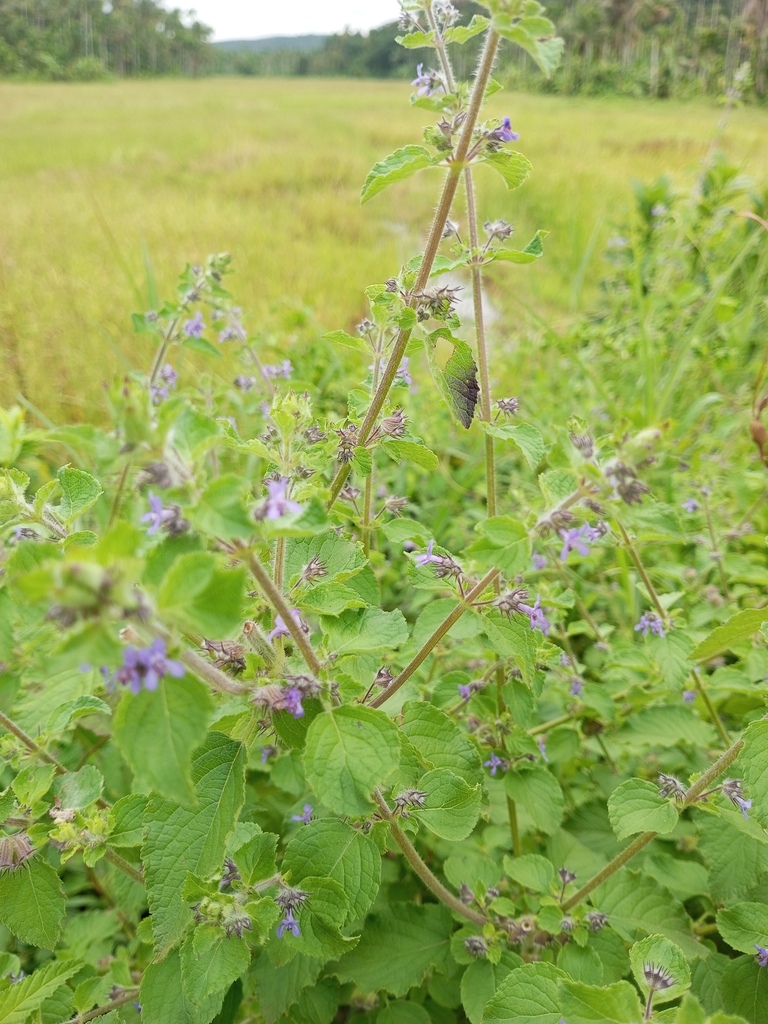 Hyptidinae from Eramam, Kerala, India on September 28, 2023 at 02:58 PM ...