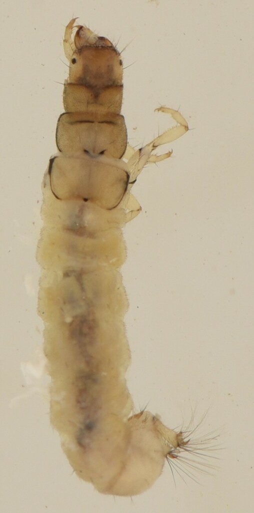 Cheumatopsyche thomasseti from Steelpoort, 1133, South Africa on April ...