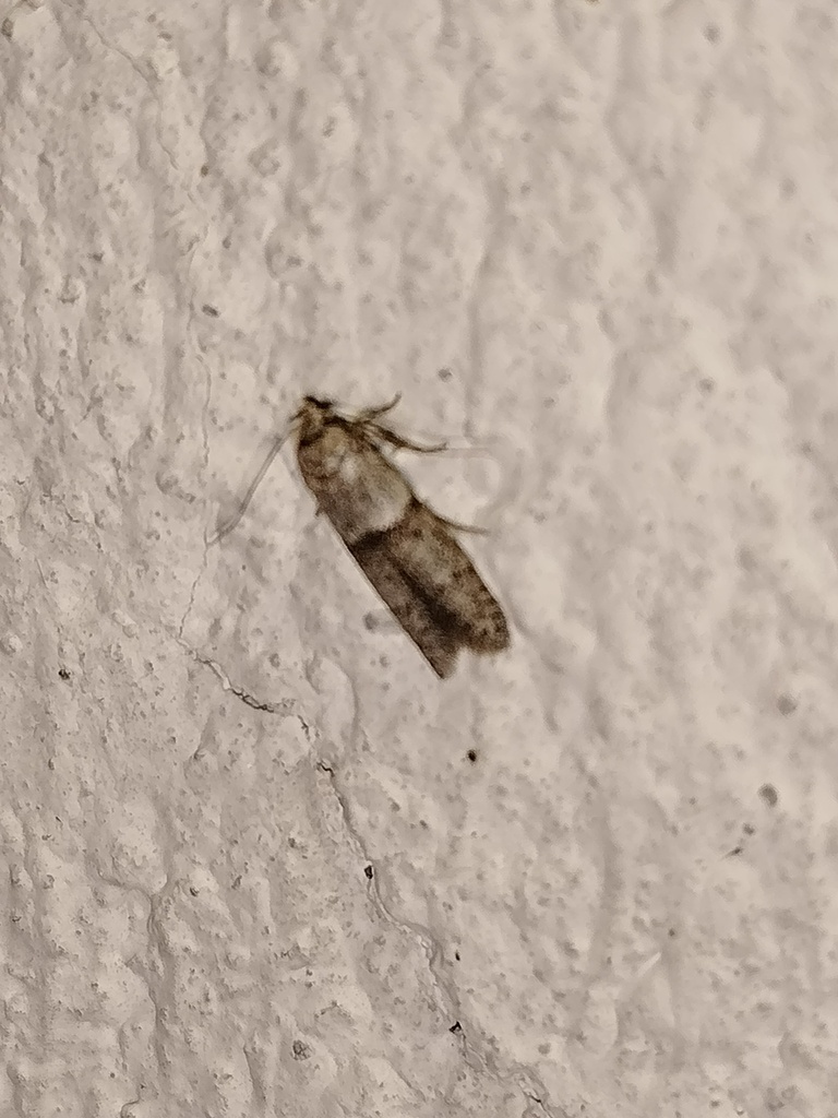 Acorn Moth from Centro, Zona Centro, Cadereyta de Montes, Qro., México ...