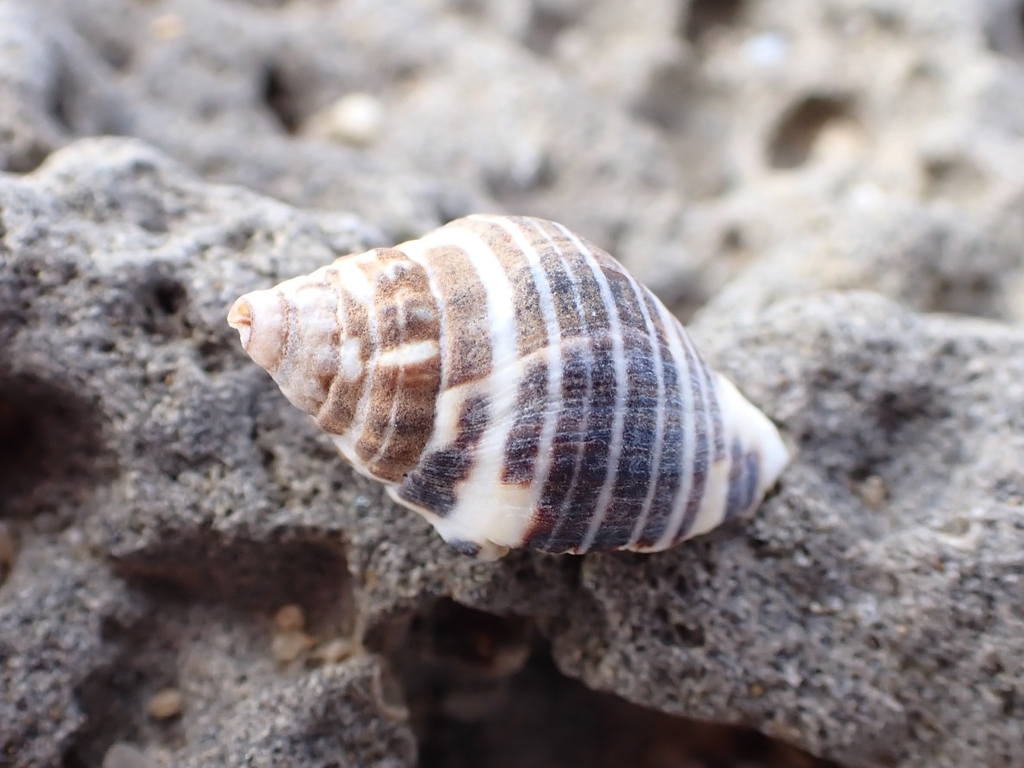 Lineated cominella from Connewarre VIC 3227, Australia on April 21 ...