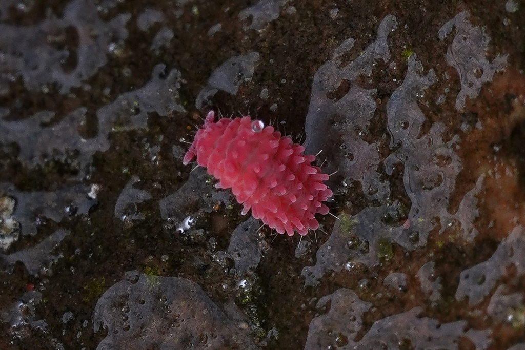 Neanurinae from 中国浙江省衢州市柯城区 on April 4, 2024 at 11:15 AM by 帕索卡 ...