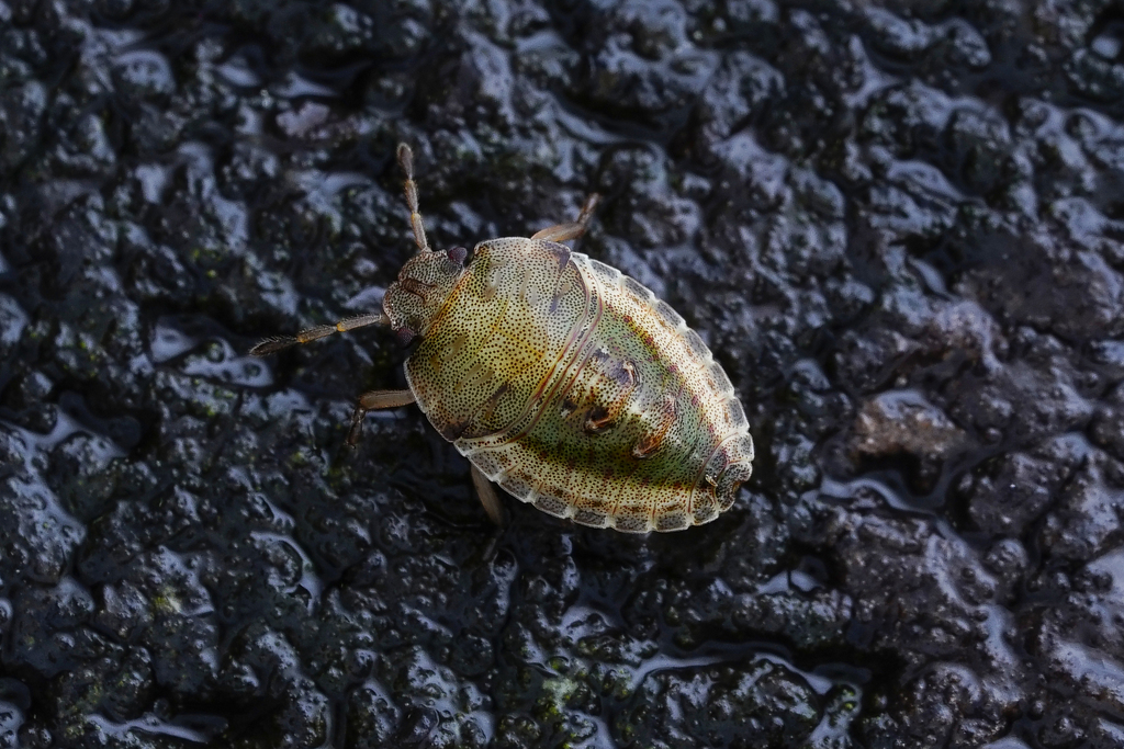 Aenaria from 中国浙江省衢州市柯城区 on April 4, 2024 at 01:38 PM by 帕索卡 · iNaturalist