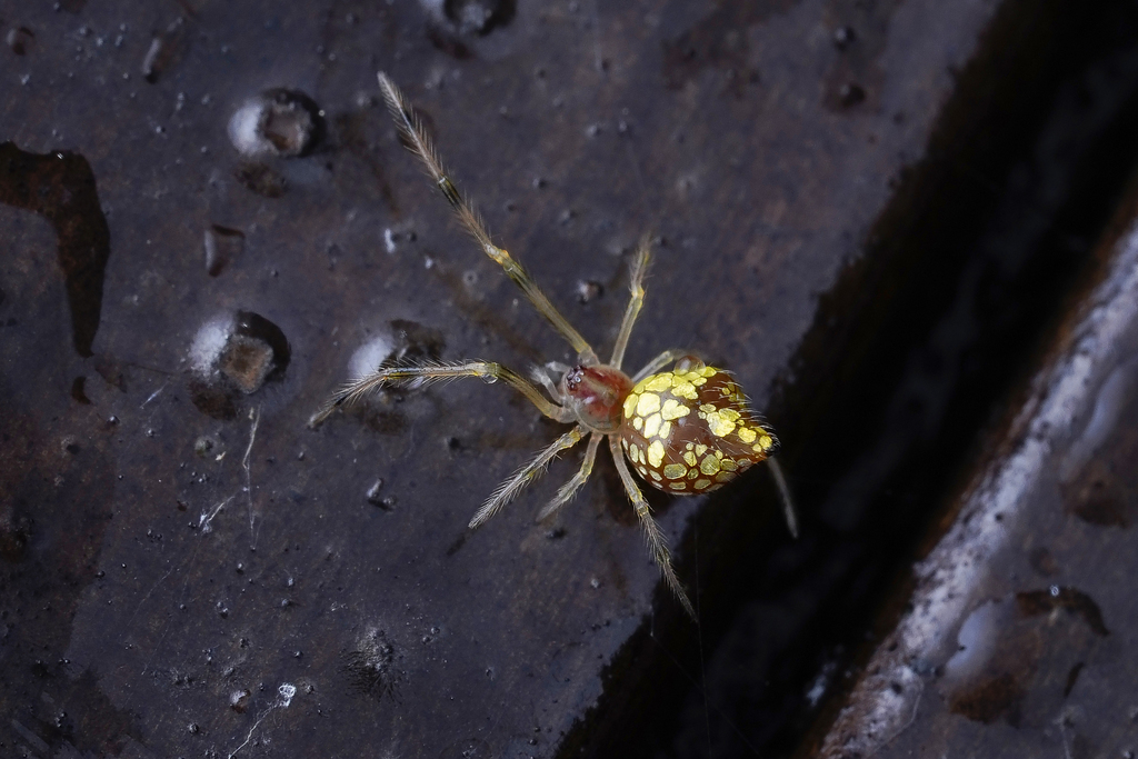 Chrysso from 中国浙江省衢州市柯城区 on April 4, 2024 at 01:34 PM by 帕索卡 · iNaturalist