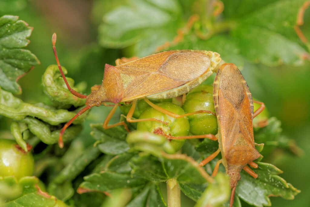 Box Bug from 12230 Nant, France on June 4, 2014 by Thierry Arbault ...