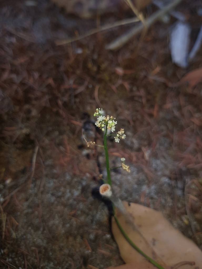 Platysace filiformis from Somerville Dr After Winthrop Av, College ...