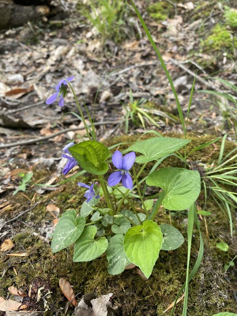 marsh blue violet from Bruington, VA, US on April 20, 2024 at 02:29 PM ...