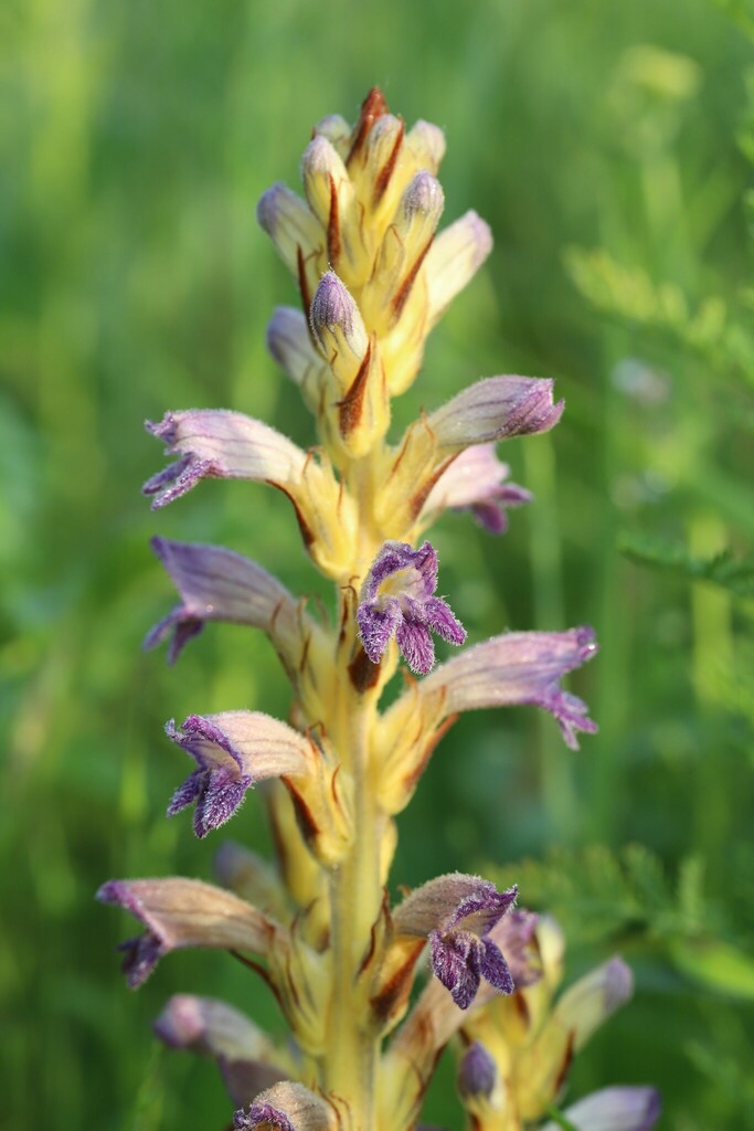 Yarrow Broomrape from 943 65 Bajtava, Slovensko on May 30, 2023 at 06: ...