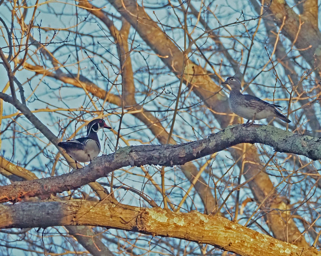 Wood Duck from Salem, NH 03079, USA on April 21, 2024 at 06:38 AM by ...