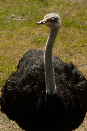 Ostriches (Struthioniformes) - Avian Discovery