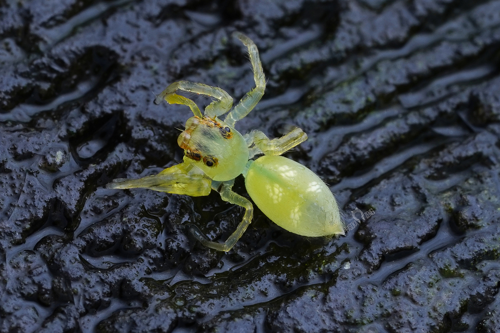 Epeus from 中国浙江省衢州市柯城区 on April 4, 2024 at 01:38 PM by 帕索卡 · iNaturalist