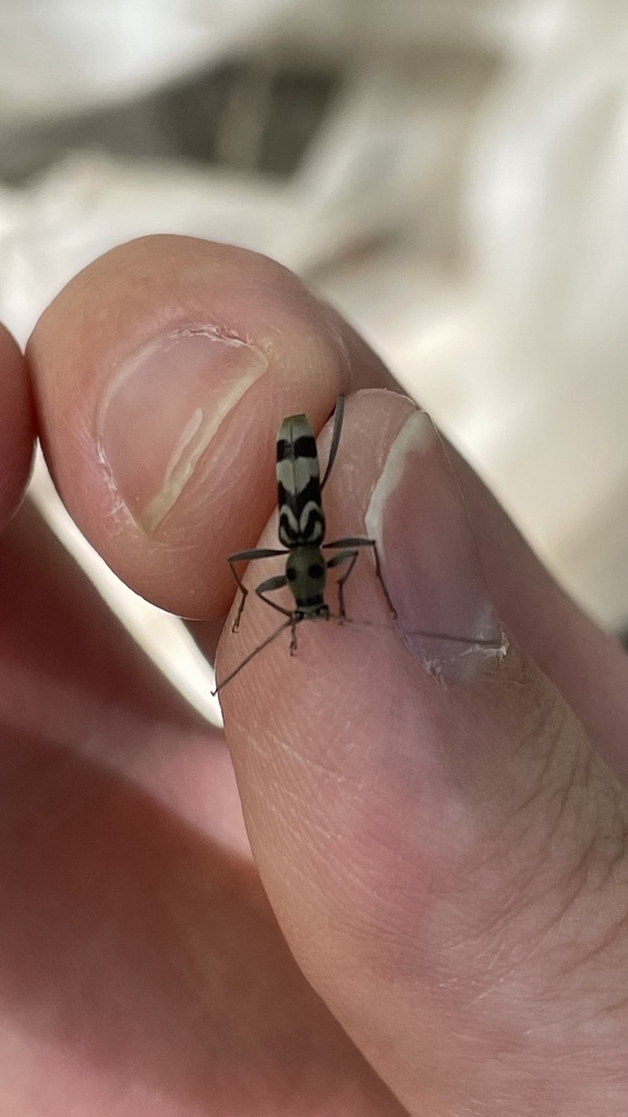 Demonax transilis in April 2024 by tofuinsect · iNaturalist