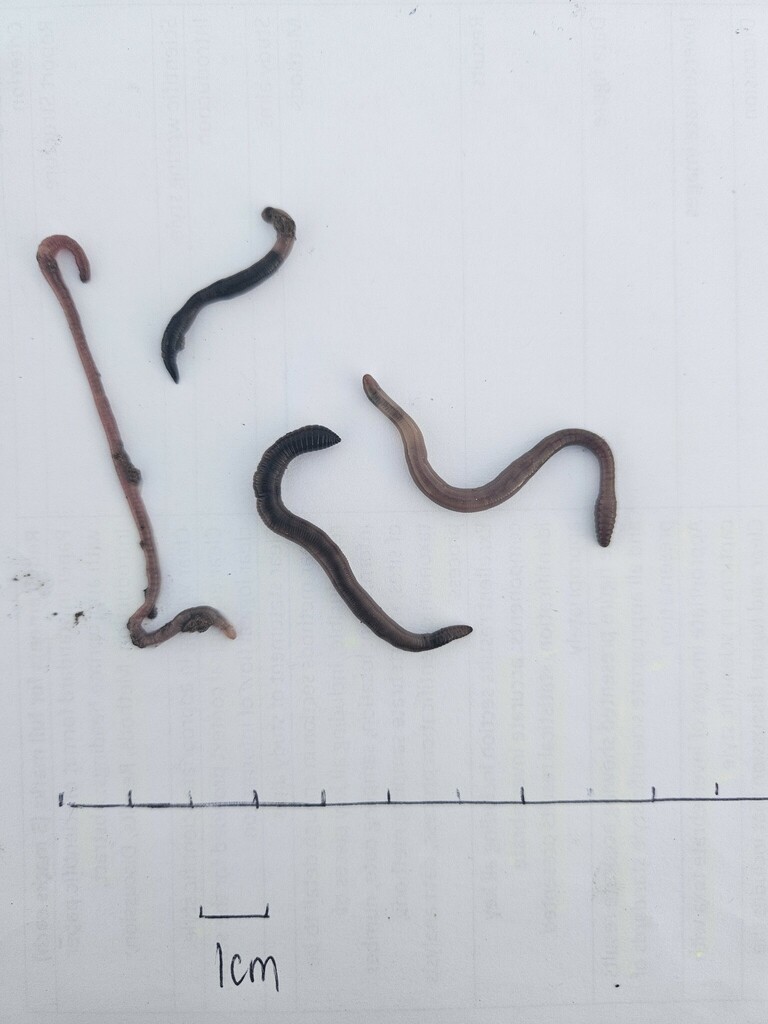 Earthworms from Orange NSW 2800, Australia on April 16, 2024 at 05:38 ...