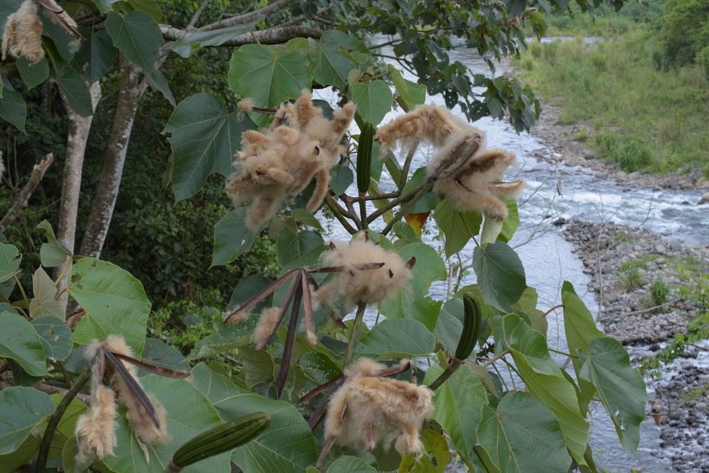 Balsa Tree from Heredia Province, Sarapiqui, Costa Rica on April 20 ...