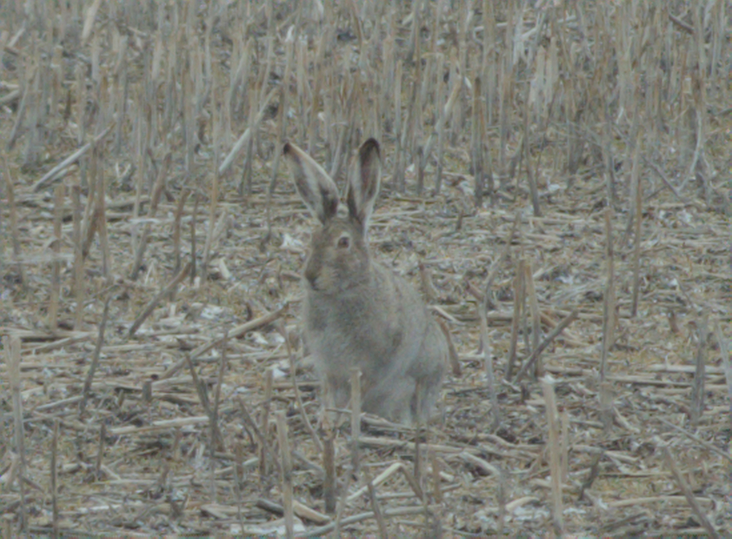 White-tailed Jackrabbit from Rockwood, MB R0C, Canada on April 19, 2024 ...