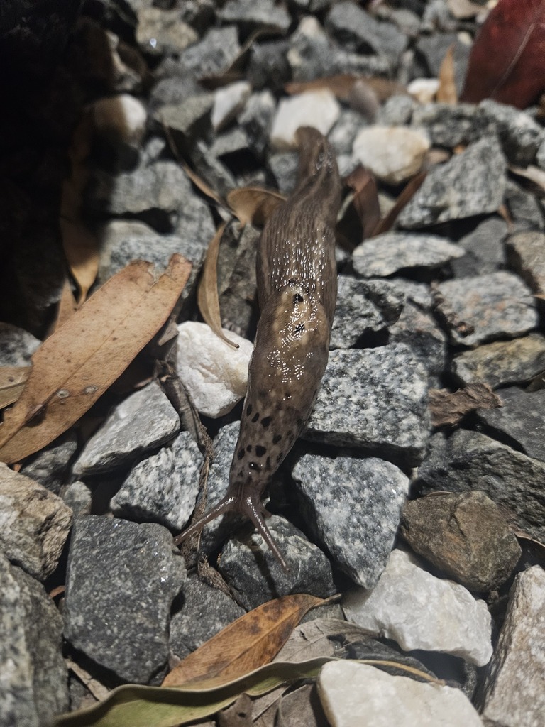 Leopard Slug from Orange NSW 2800, Australia on April 18, 2024 at 07:58 ...