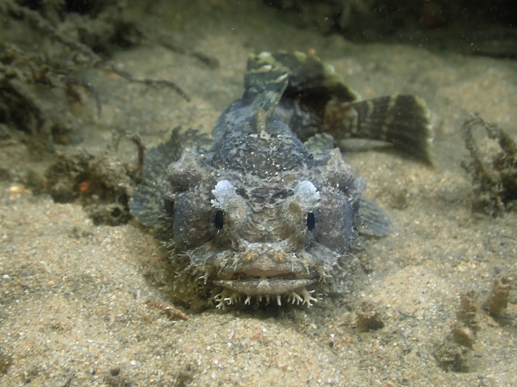 Eastern Frogfish from Sydney NSW, Australia on April 15, 2024 at 08:30 ...