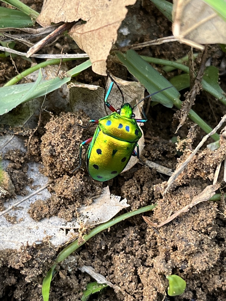 Calliphara excellens in April 2024 by Nakatada Wachi · iNaturalist