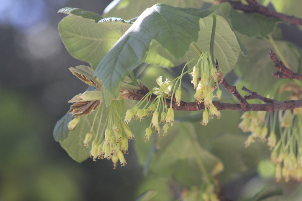 Italian maple from 阿尔巴尼亚地拉那 on April 20, 2024 at 08:01 PM by Wei_Zhou ...