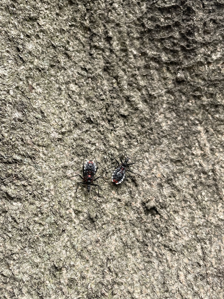 Japanese Assassin Bug from 国営ひたち海浜公園, ひたちなか市, 茨城県, JP on April 21, 2024 ...