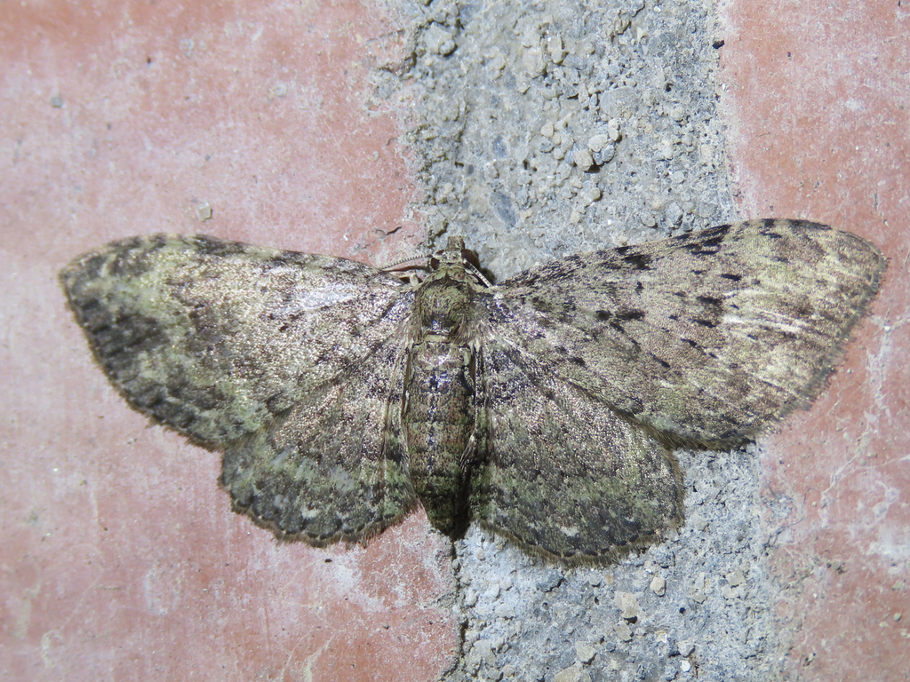 Collix ghosha from 233台灣新北市烏來區瀑布 公園 內 on March 24, 2024 at 09:48 AM by ...