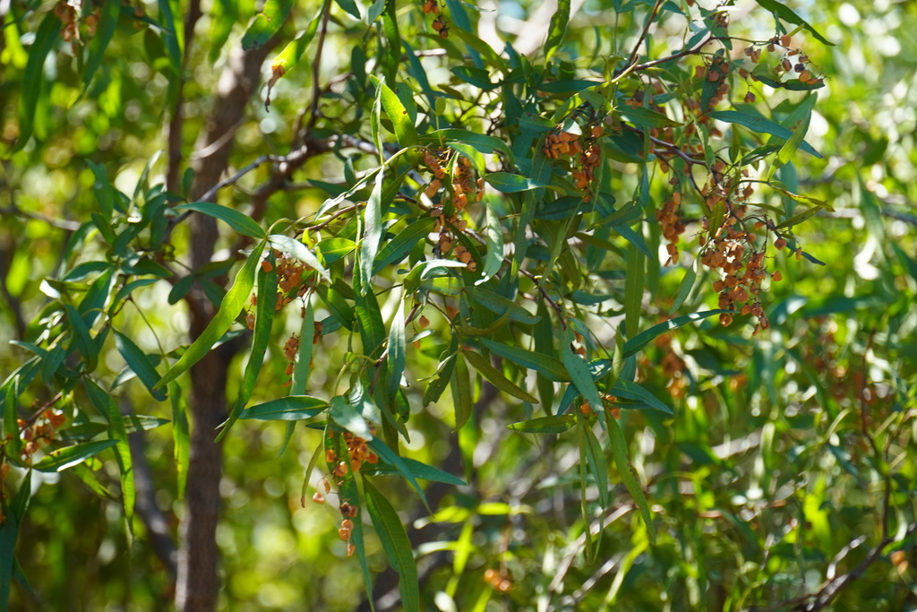 Karees from Klipriviersberg Nature Reserve, Johannesburg South, 2053 ...