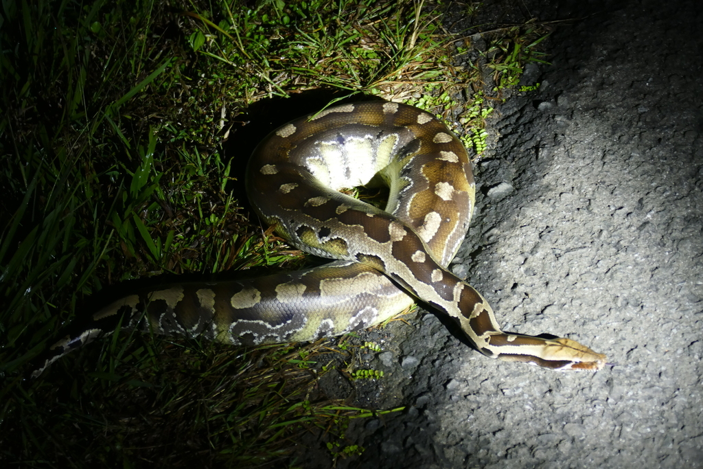 Bornean Short Python from Tawau, Sabah, Malaysia on March 17, 2024 at ...