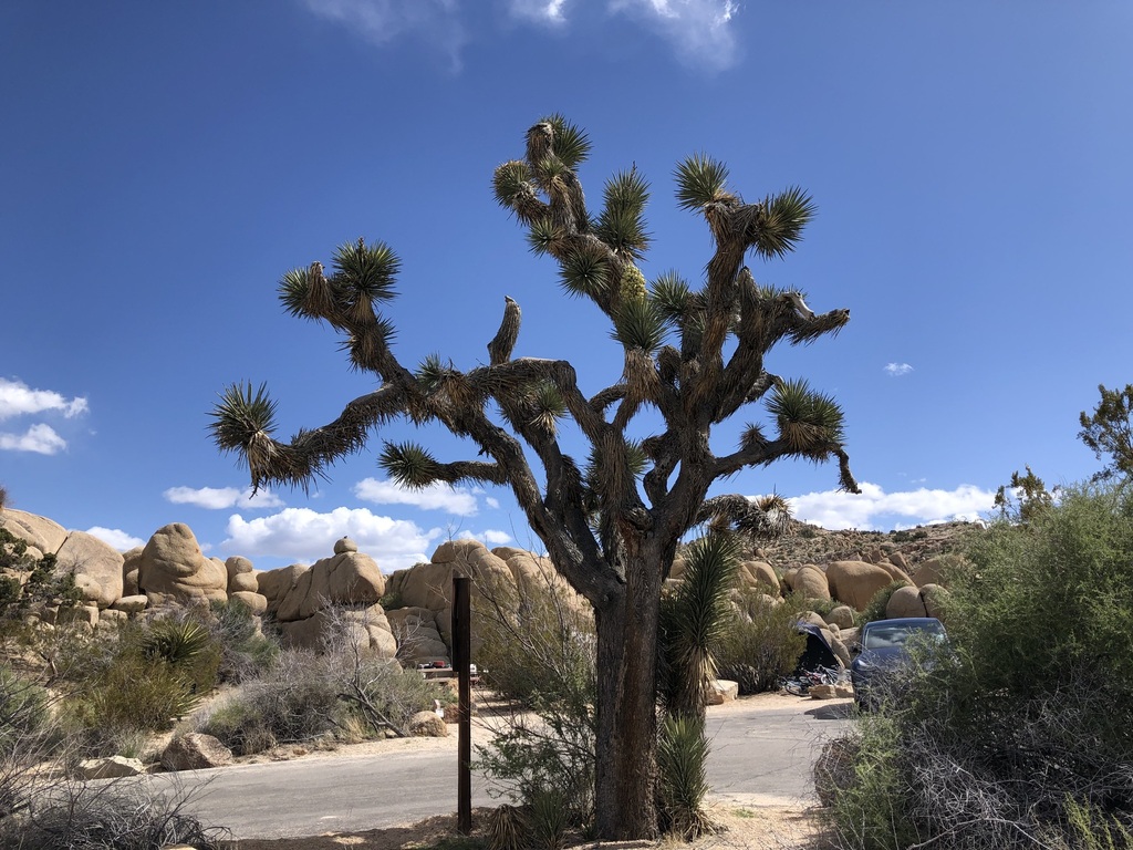 Joshua Tree from Jumbo Rocks, Joshua Tree National Park, Riverside ...