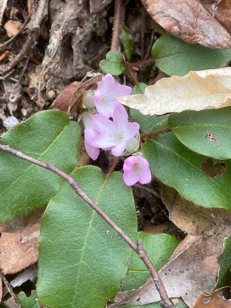trailing arbutus from Addison County, VT, USA on April 20, 2024 at 10: ...