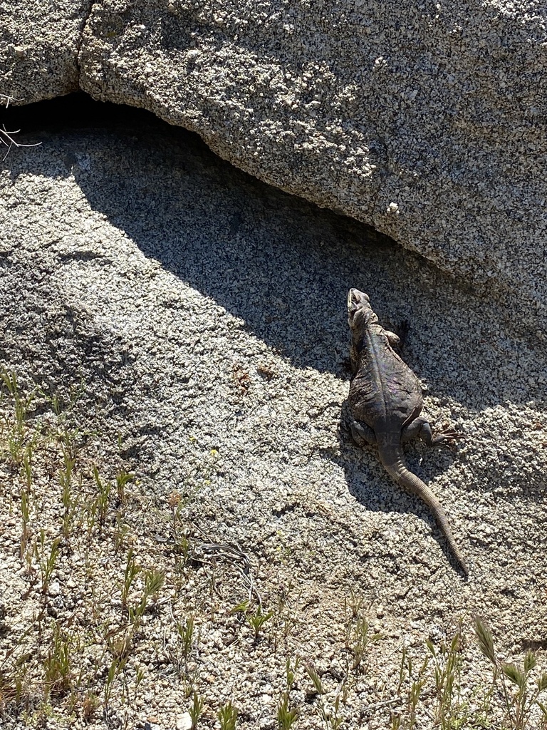 Common Chuckwalla from Lucerne Valley, CA, US on April 20, 2024 at 12: ...