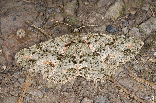 Genus Calicha · iNaturalist United Kingdom
