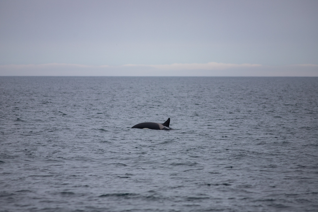 Orca from Snæfellsbær, Vesturland, Iceland on July 2, 2021 at 05:07 AM ...