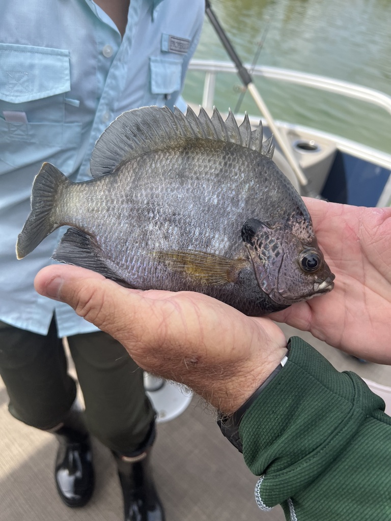 Bluegill from Bowling Green, FL, US on April 21, 2024 at 10:00 AM by ...