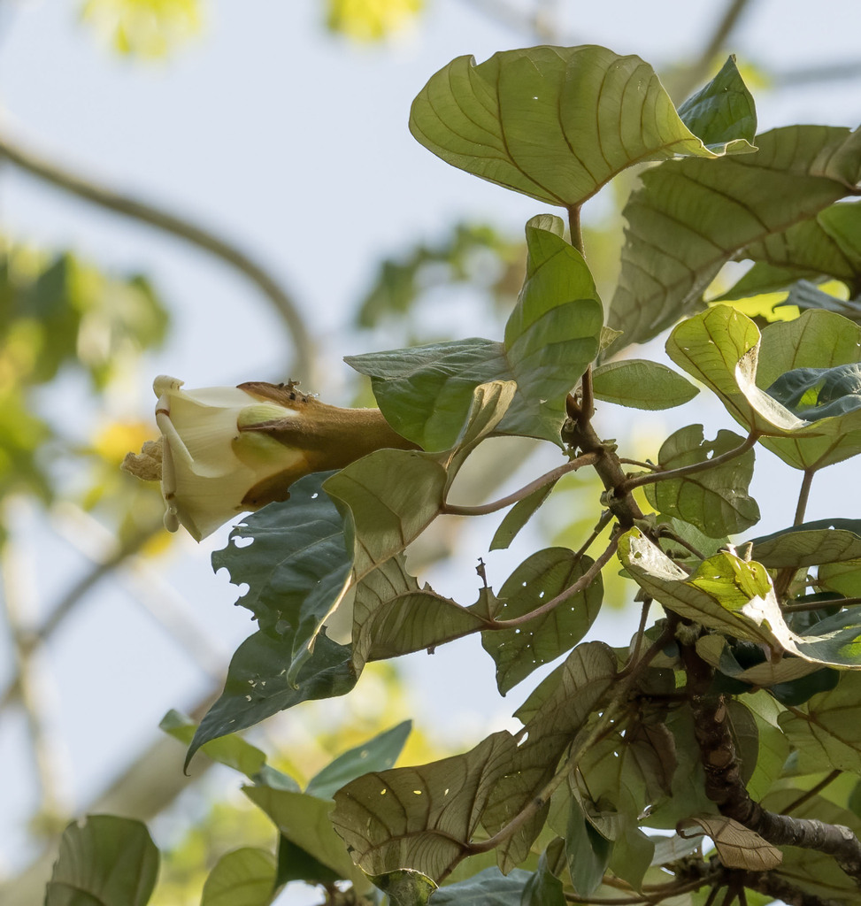Balsa Tree from Panama, Panamá Province, Panama on March 25, 2024 at 08 ...