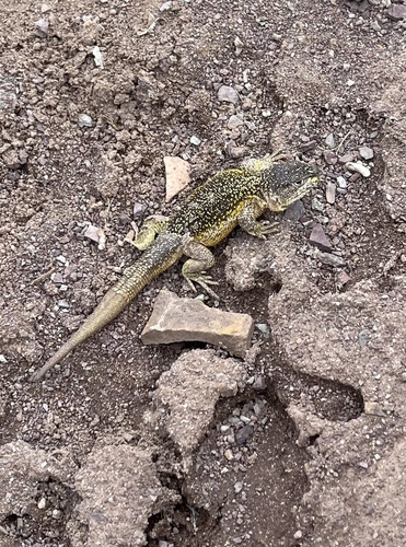 (Liolaemus yauri) - Snakes and Lizards
