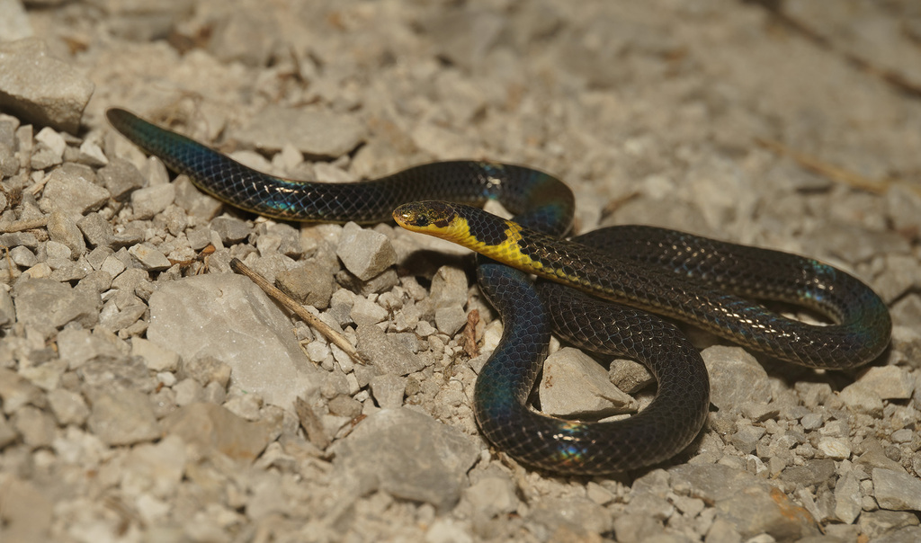Collared Reed Snake from 62 Khlong Sok, Phanom District, Chang Wat ...