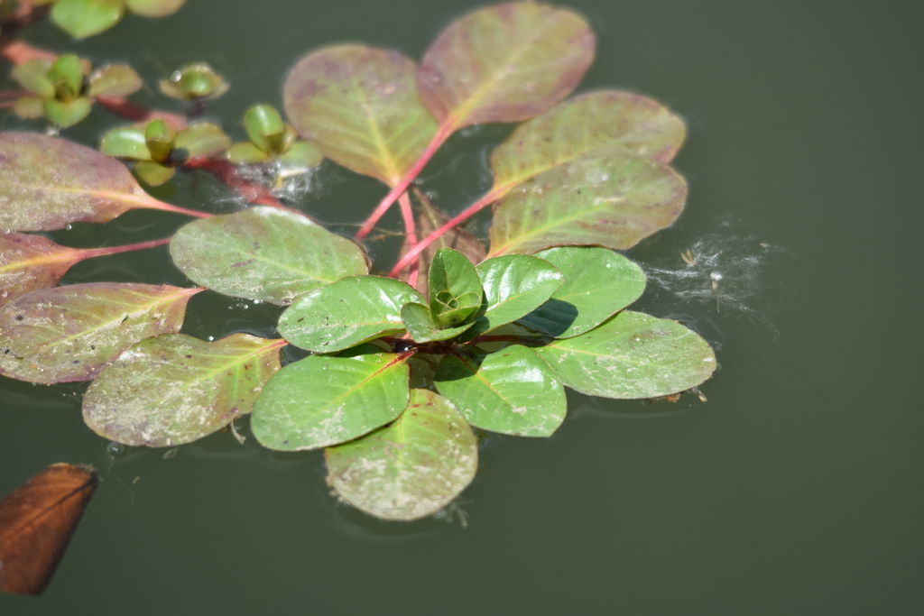 floating primrose-willow (Ludwigia peploides) - Botanical Realm